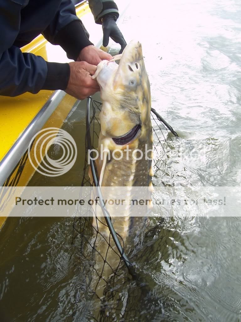 DIAMONDBACKS AND JUNE HOGS 062509-062809 | Bloodydecks