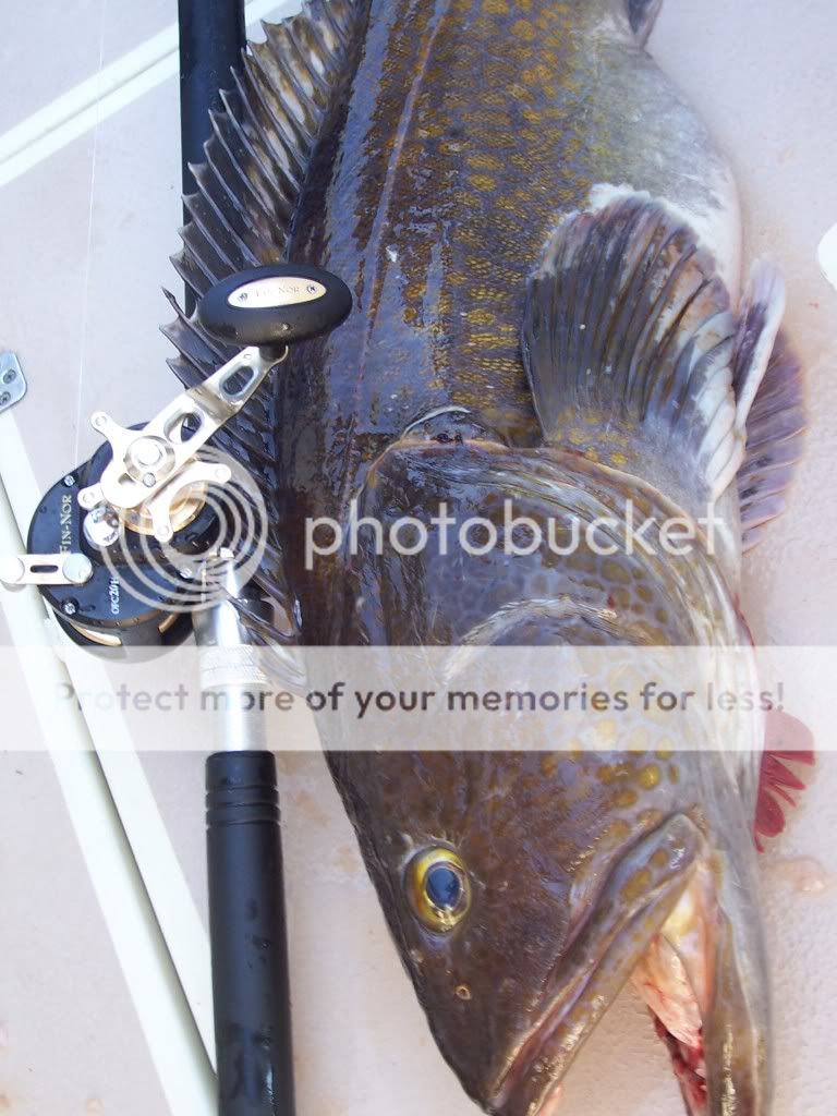 Halibut reel? | Bloodydecks