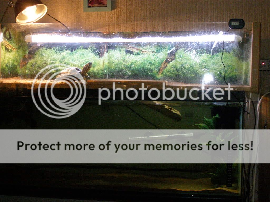 My Turts setup | Reptile Forums