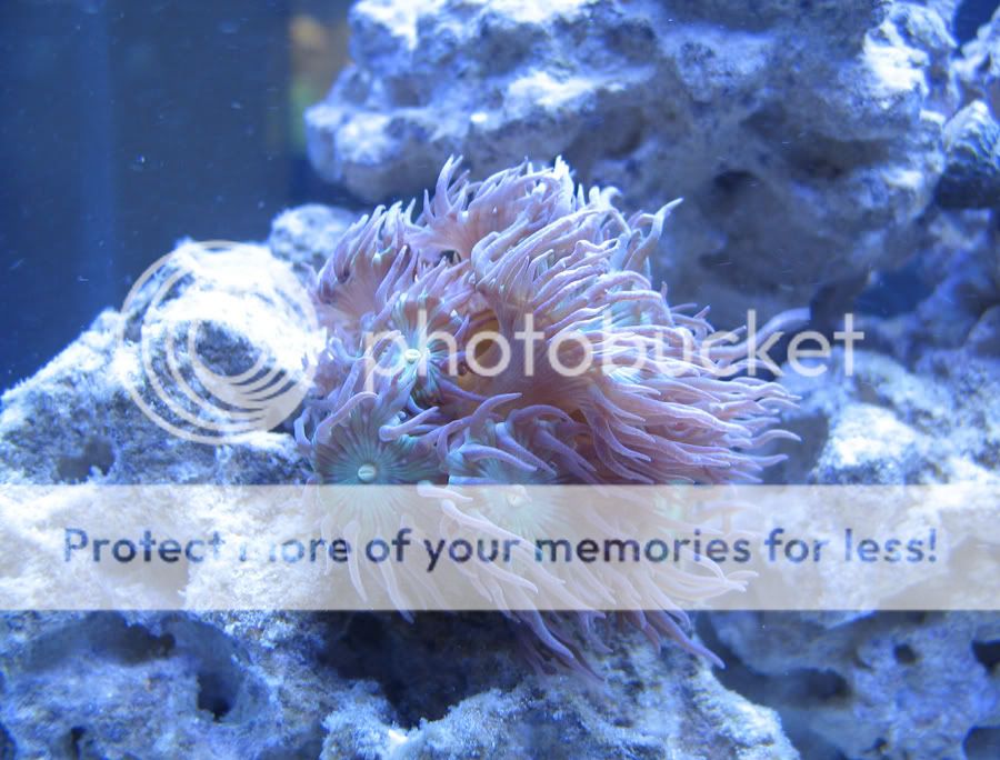 Show me your (Dry) Key Largo Marco Rocks tank - Reef Central Online ...