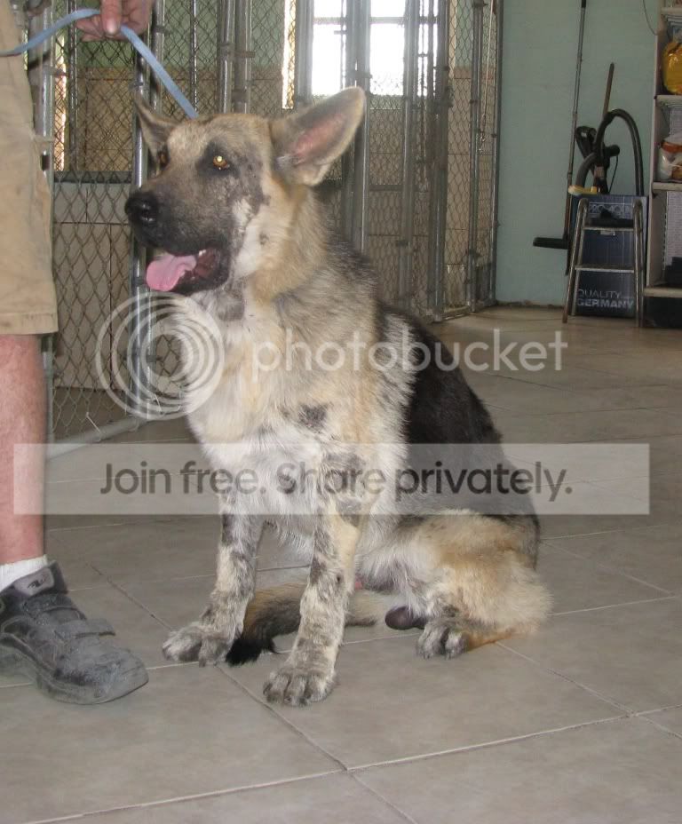 German Shepherd with yellow eyes? | German Shepherds Forum