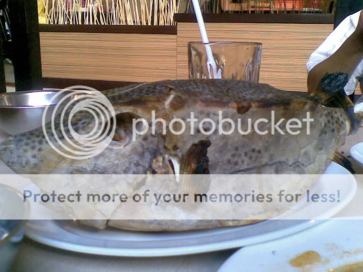 Box Fish- delicacy | mad world of mind