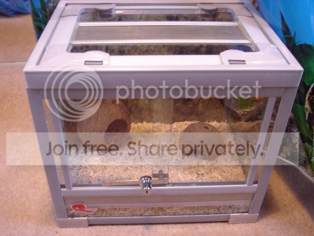 SW England - 4ft Viv, terrariums, habistats, lots of goodies | Reptile ...