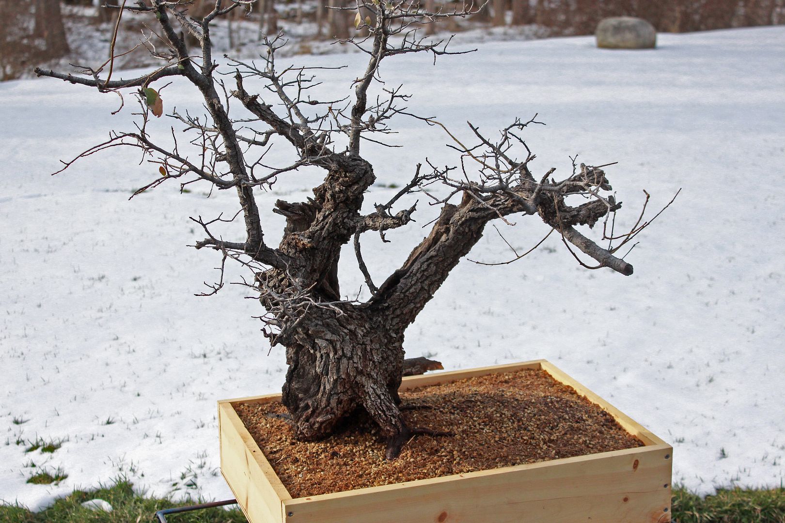 GRAY OAK (QUERCUS GRISEA) | Bonsai Nut