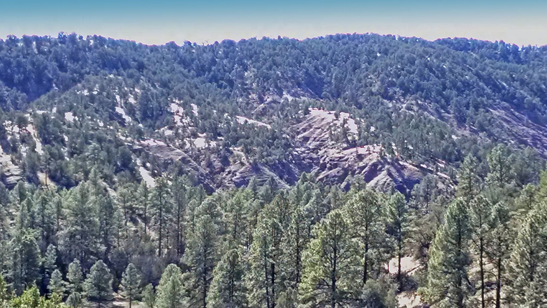 GRAY OAK (QUERCUS GRISEA) | Bonsai Nut