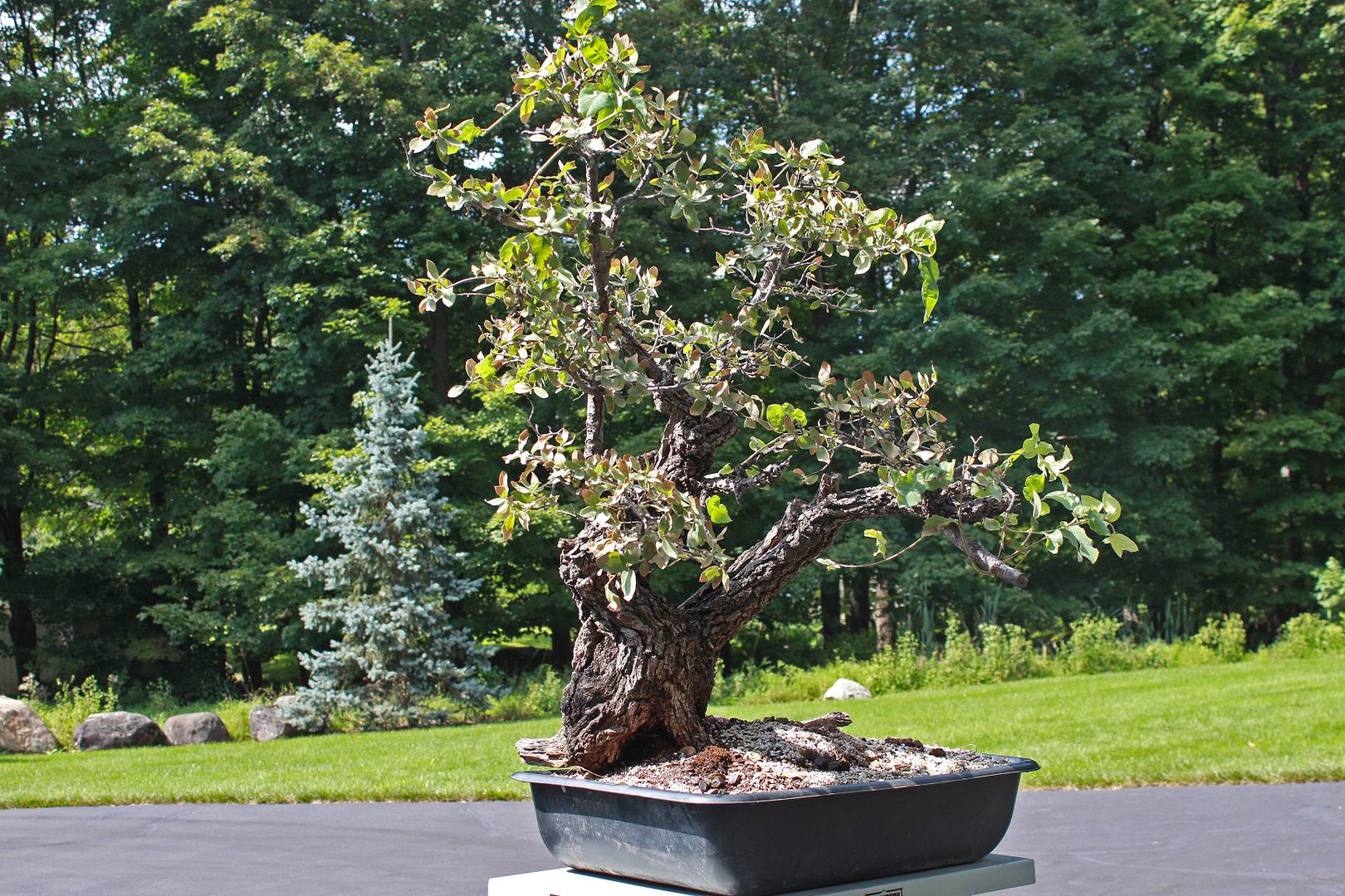 GRAY OAK (QUERCUS GRISEA) | Bonsai Nut