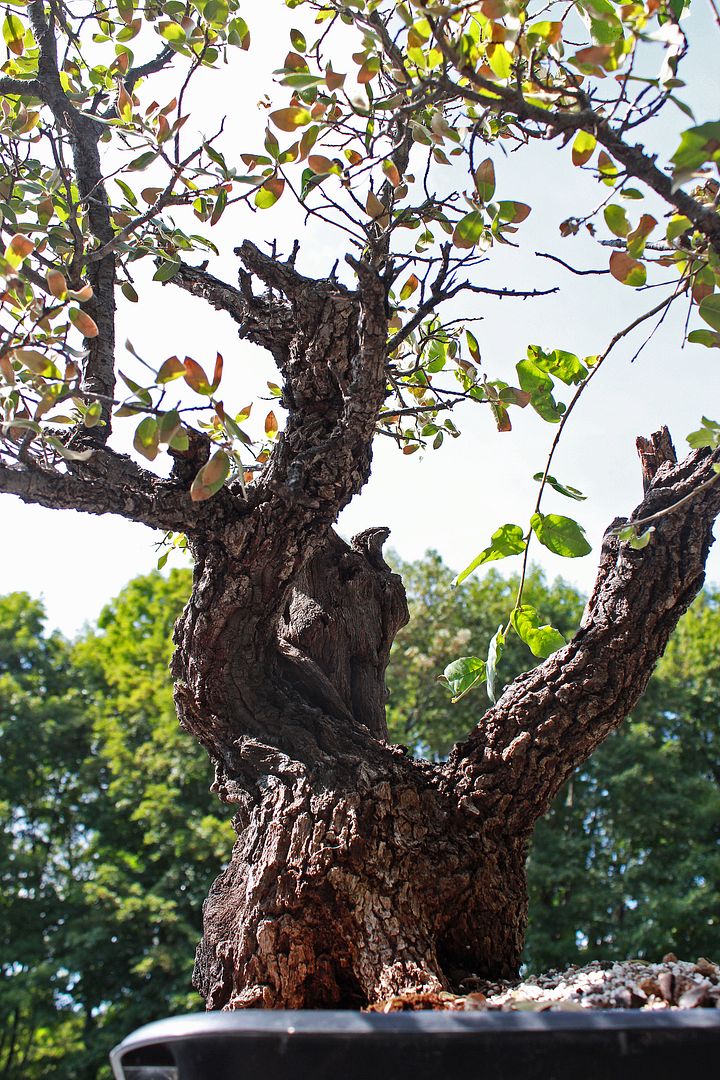 GRAY OAK (QUERCUS GRISEA) | Bonsai Nut