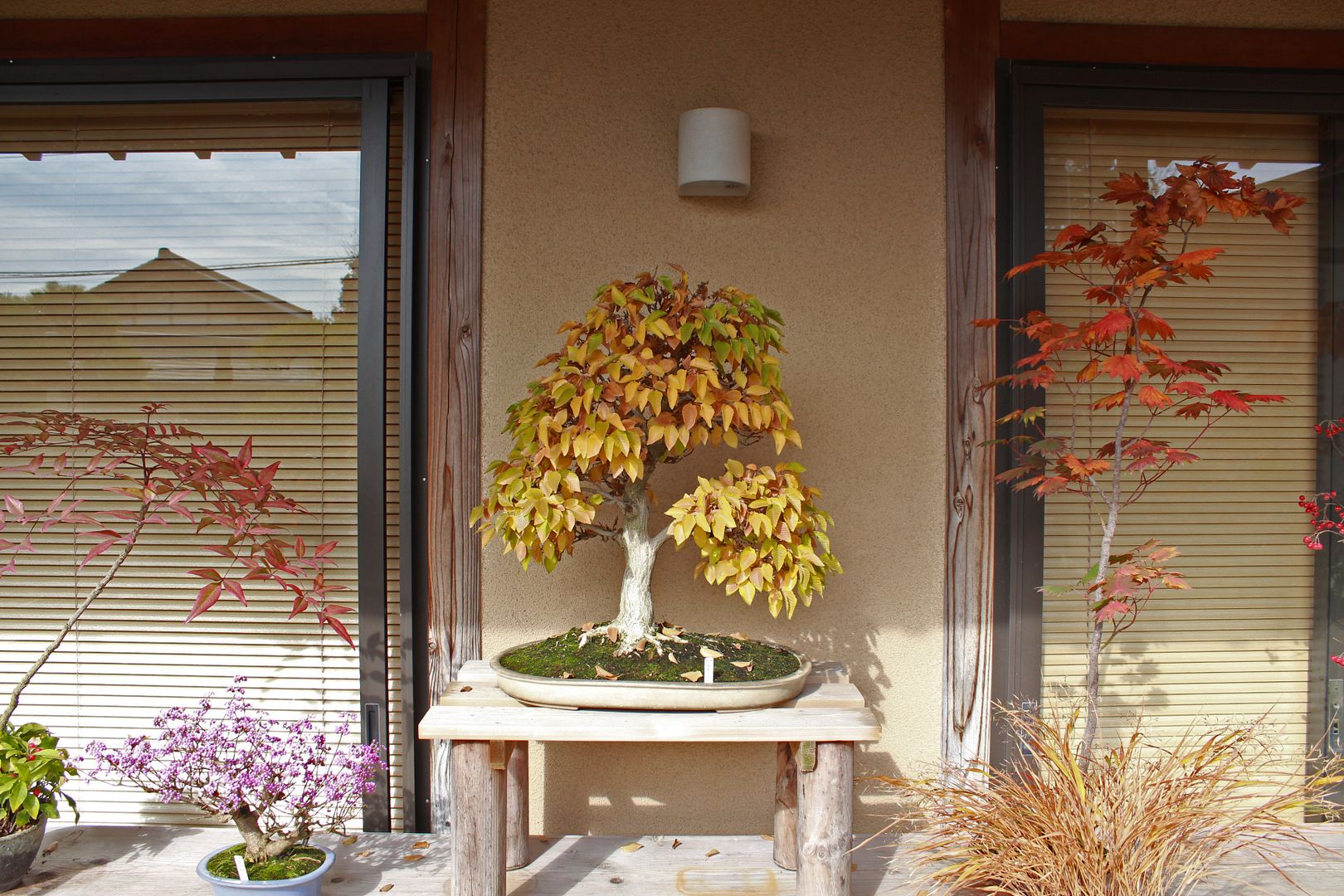 JAPAN TRIP PART 1 [OMIYA BONSAI VILLAGE] | Bonsai Nut