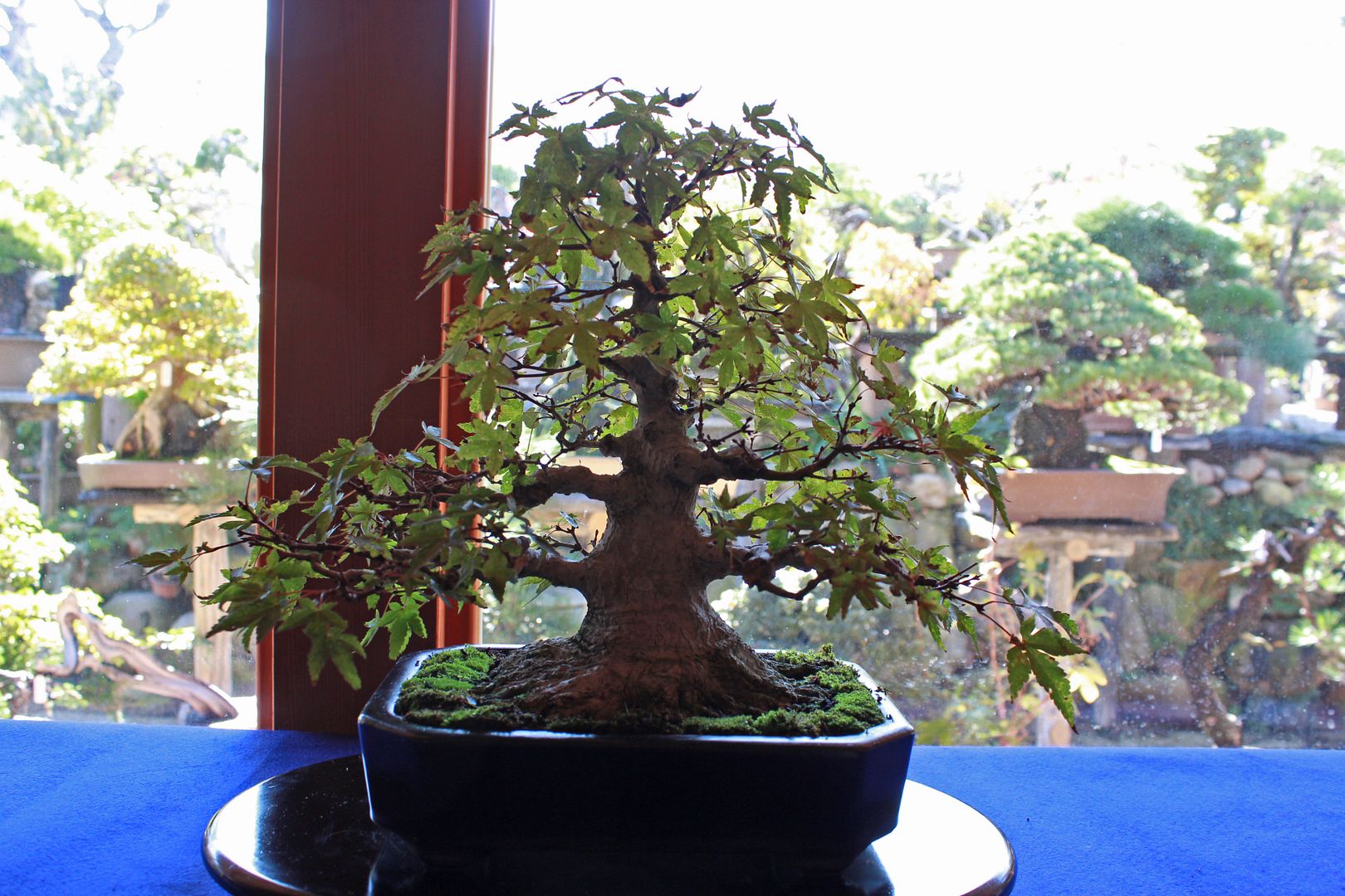 JAPAN TRIP PART 2 [SHUNKA-EN] | Bonsai Nut
