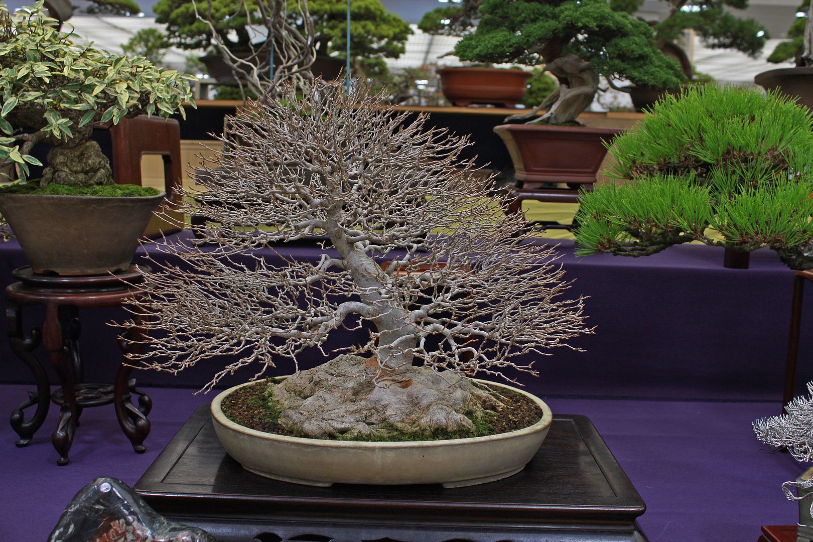 JAPAN TRIP PART 3 [TAIKAN-TEN] | Bonsai Nut