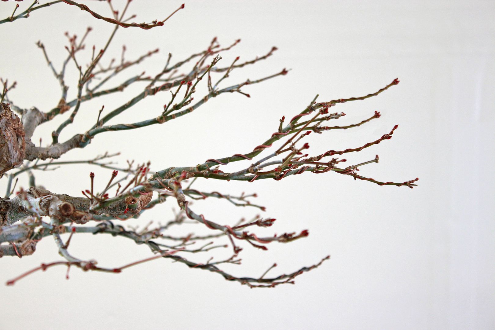 KASHIMA MAPLE | Bonsai Nut