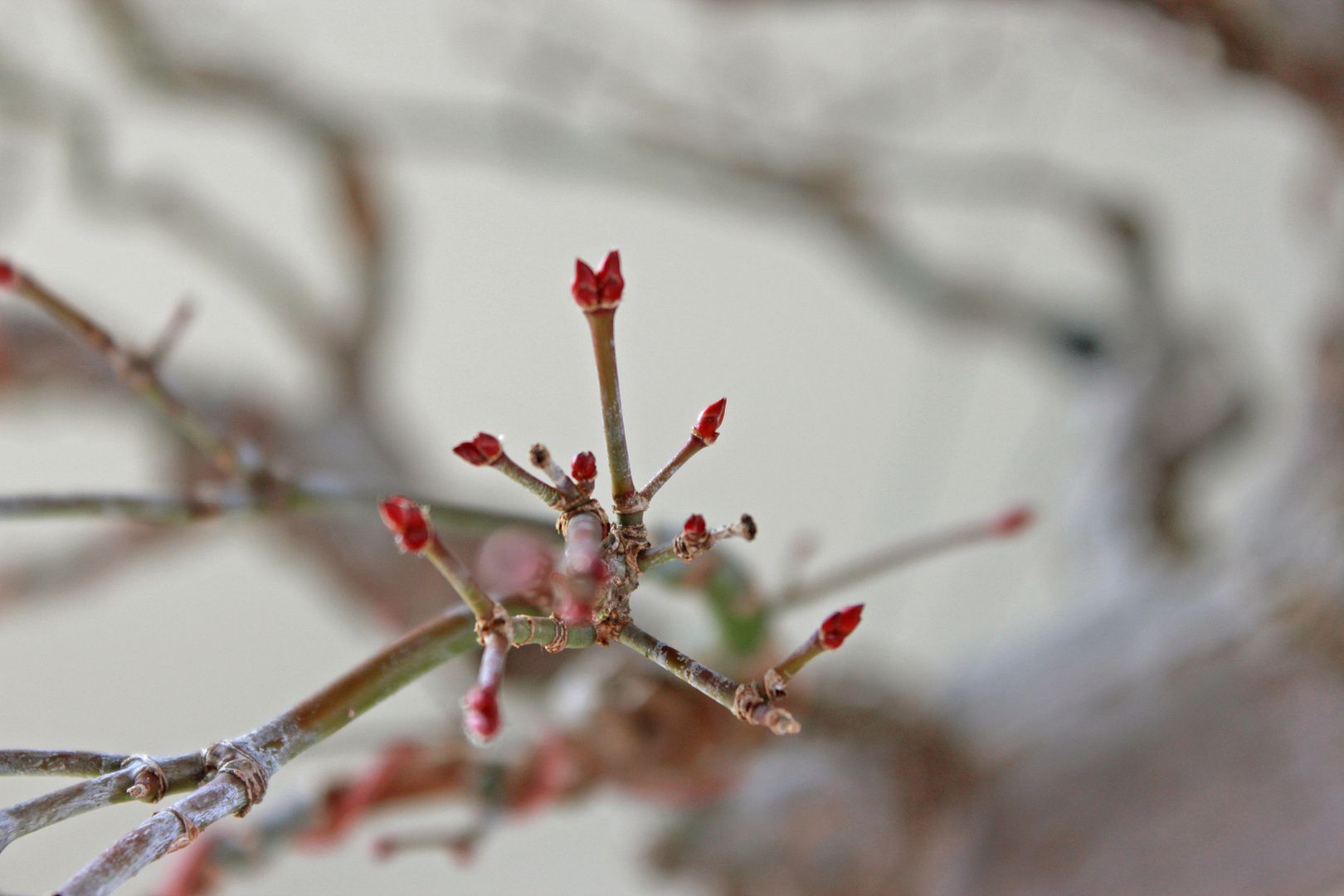 KASHIMA MAPLE | Bonsai Nut