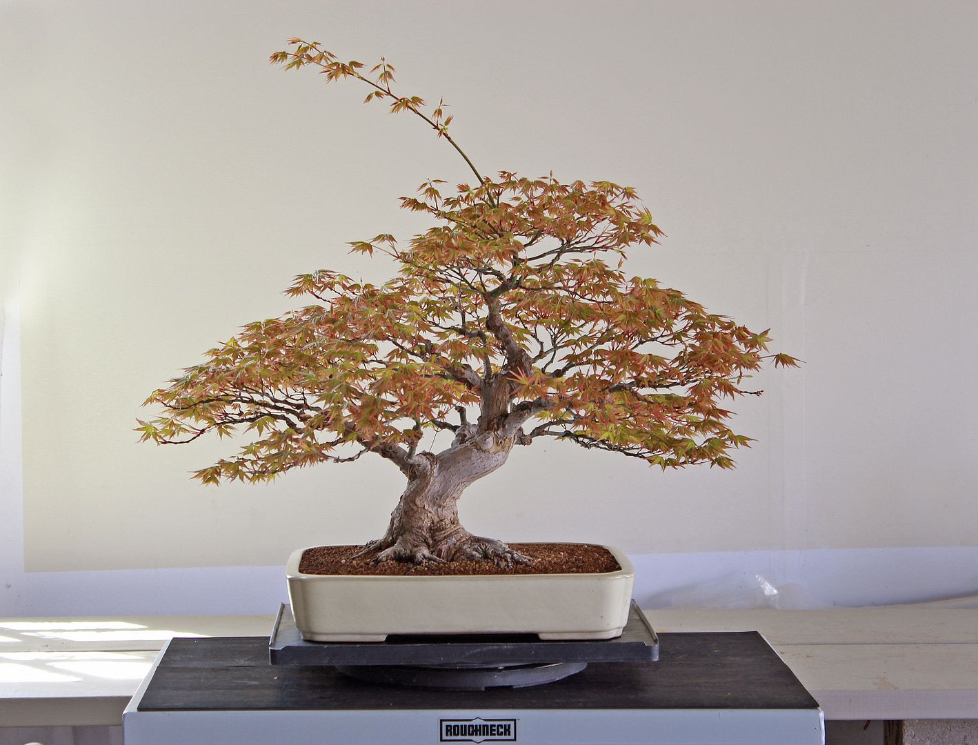 KASHIMA MAPLE | Page 3 | Bonsai Nut