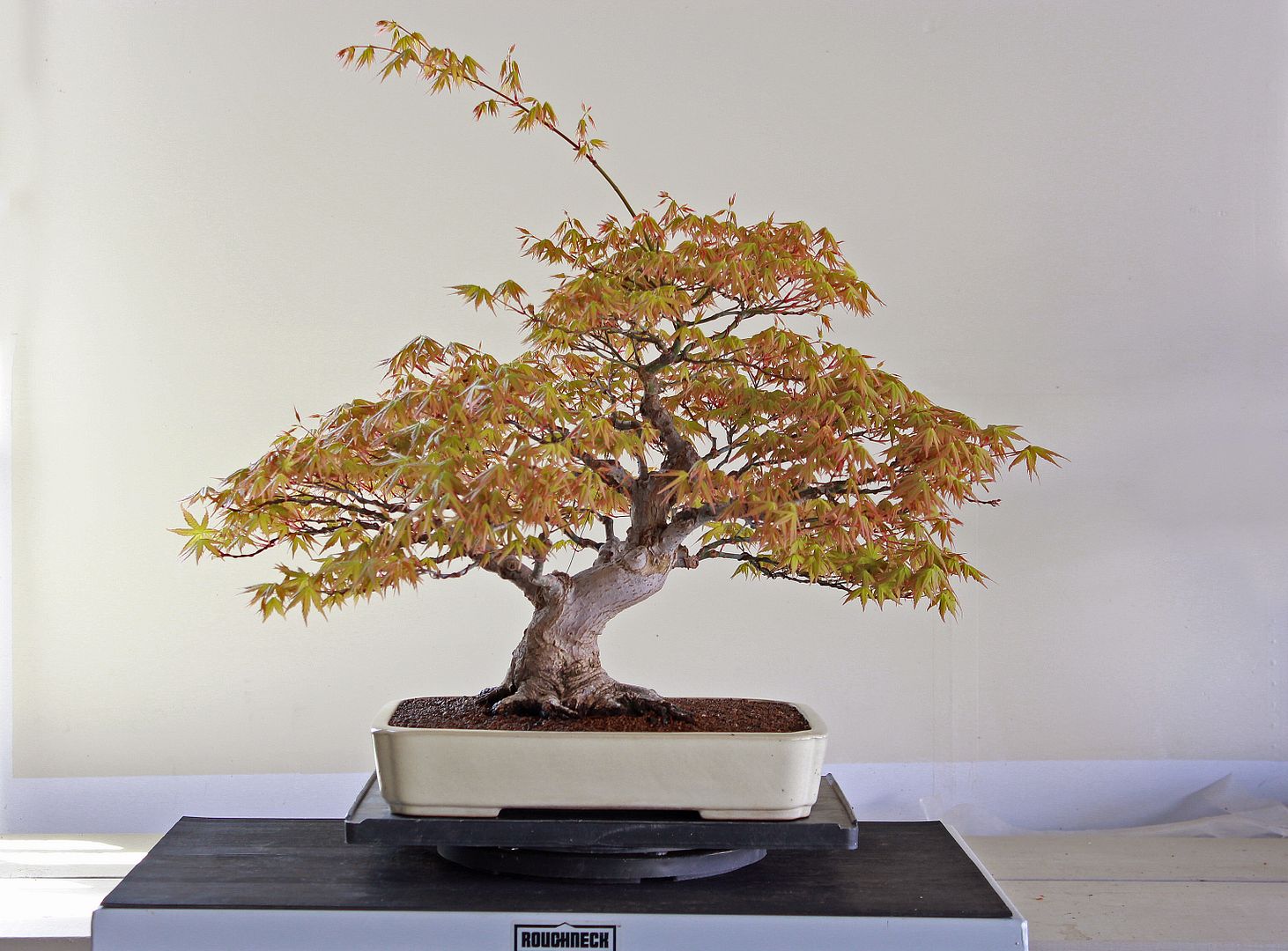 KASHIMA MAPLE | Page 3 | Bonsai Nut