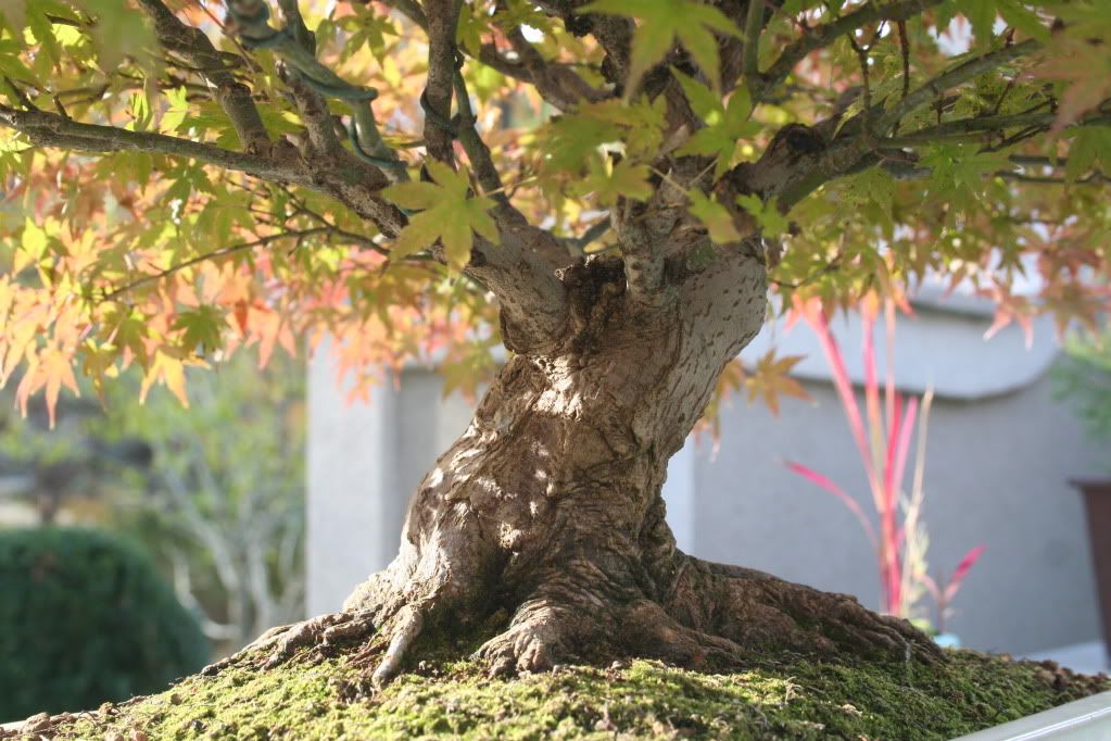 KASHIMA MAPLE | Bonsai Nut