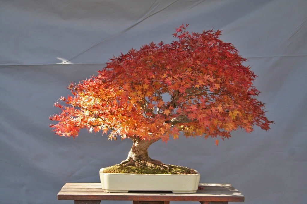 KASHIMA MAPLE | Bonsai Nut