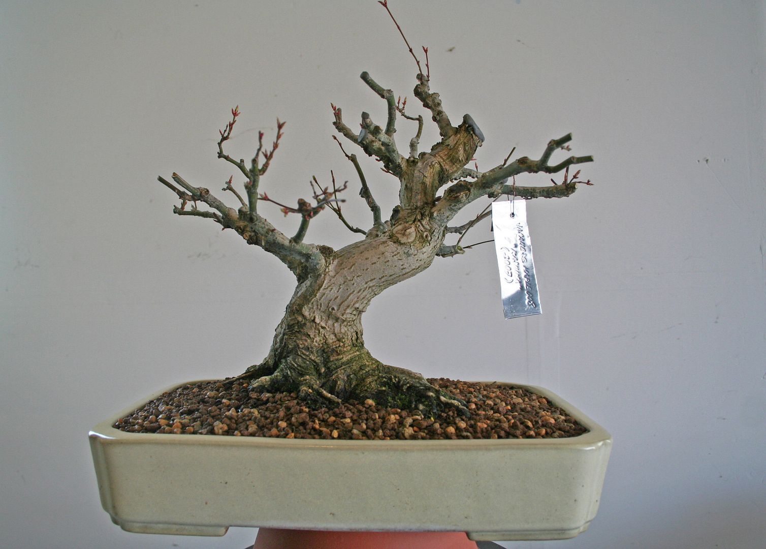 KASHIMA MAPLE | Bonsai Nut