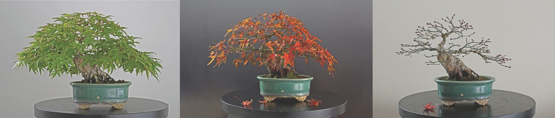 Shohin Maple repotted | Page 3 | Bonsai Nut