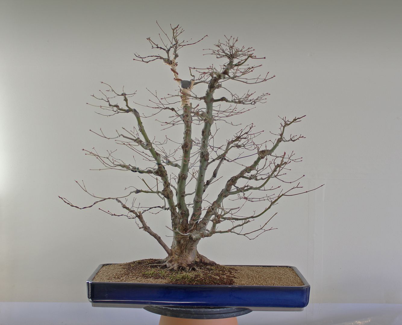 WARREN HILL JAPANESE MAPLE CLUMP | Bonsai Nut