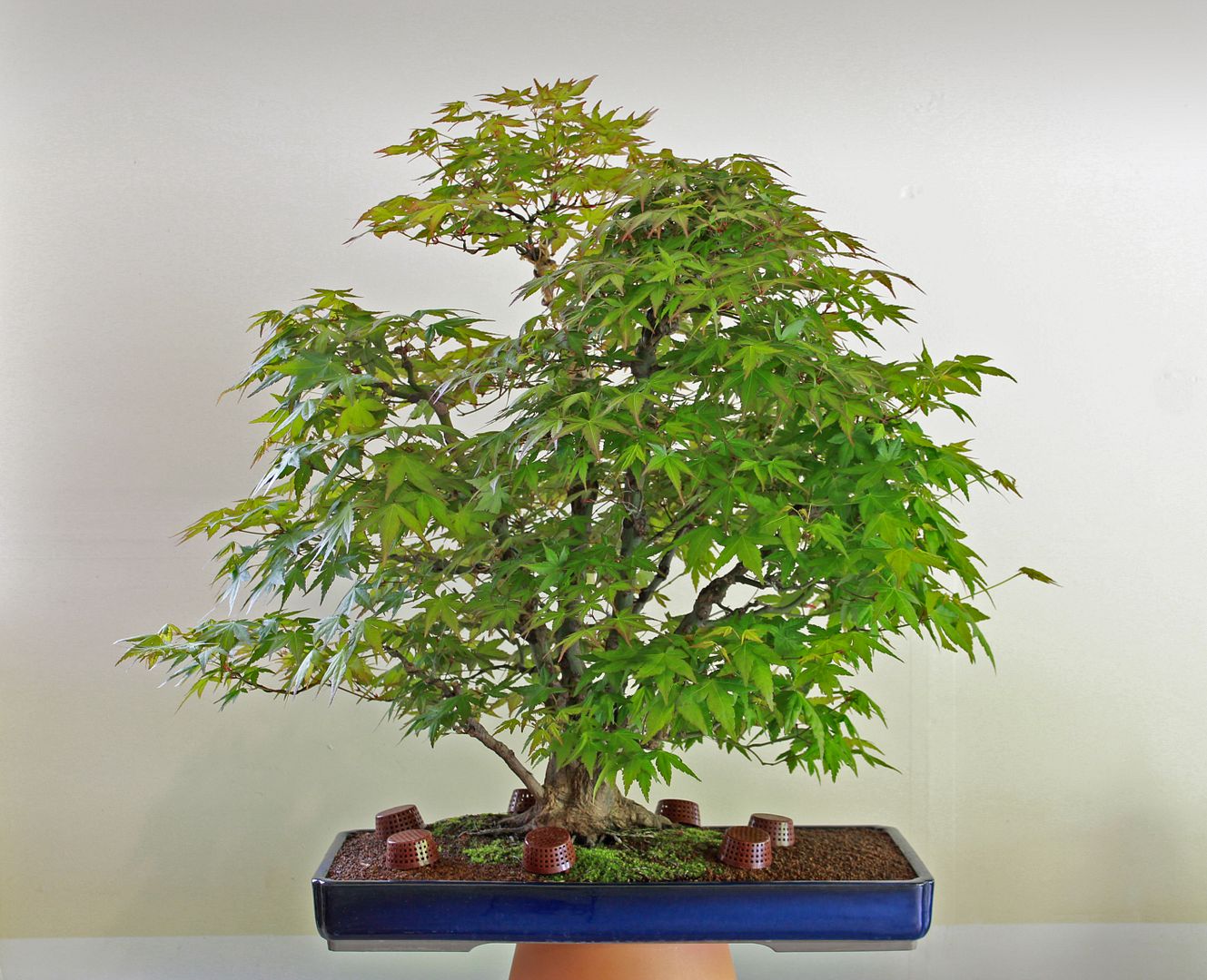 WARREN HILL JAPANESE MAPLE CLUMP | Bonsai Nut