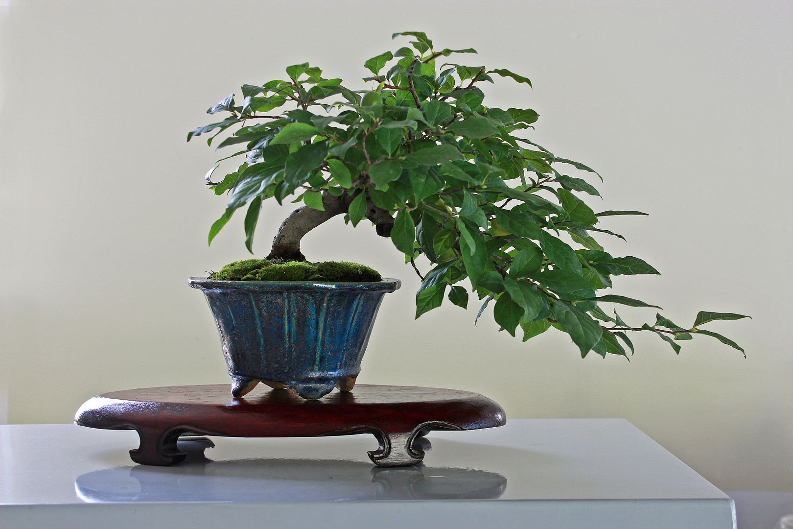 Princess Persimmon | Bonsai Nut