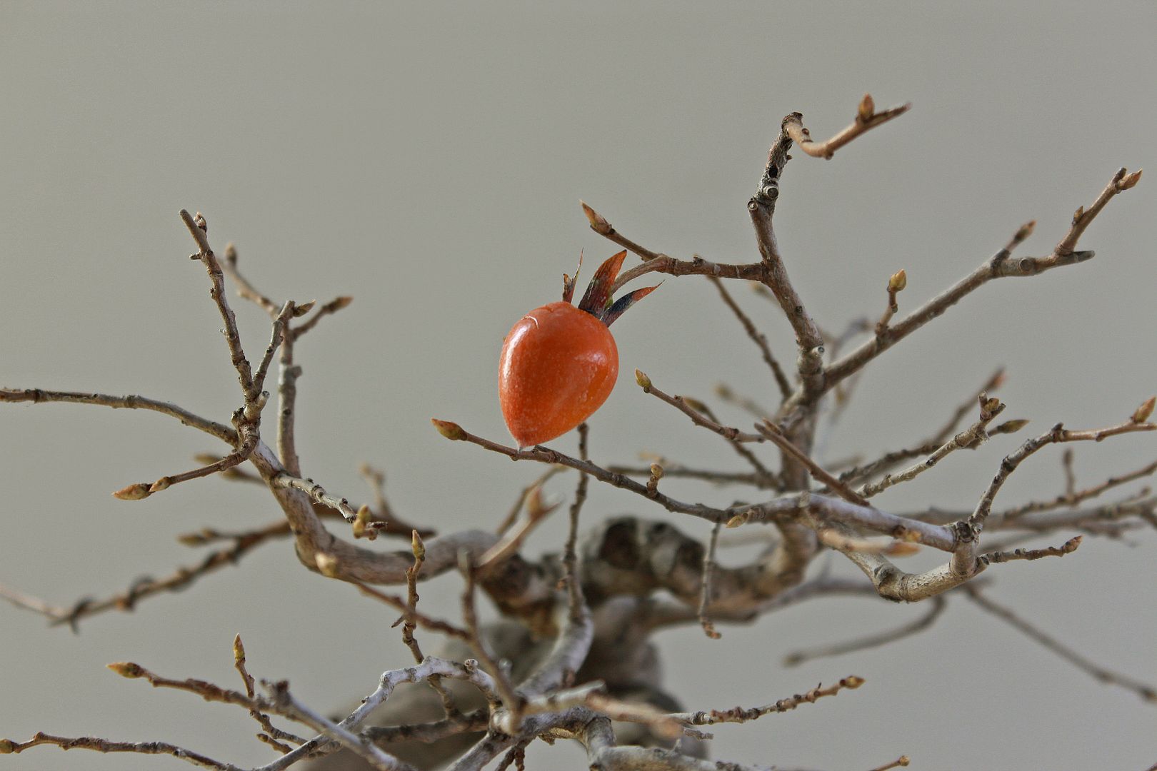 Princess Persimmon | Bonsai Nut