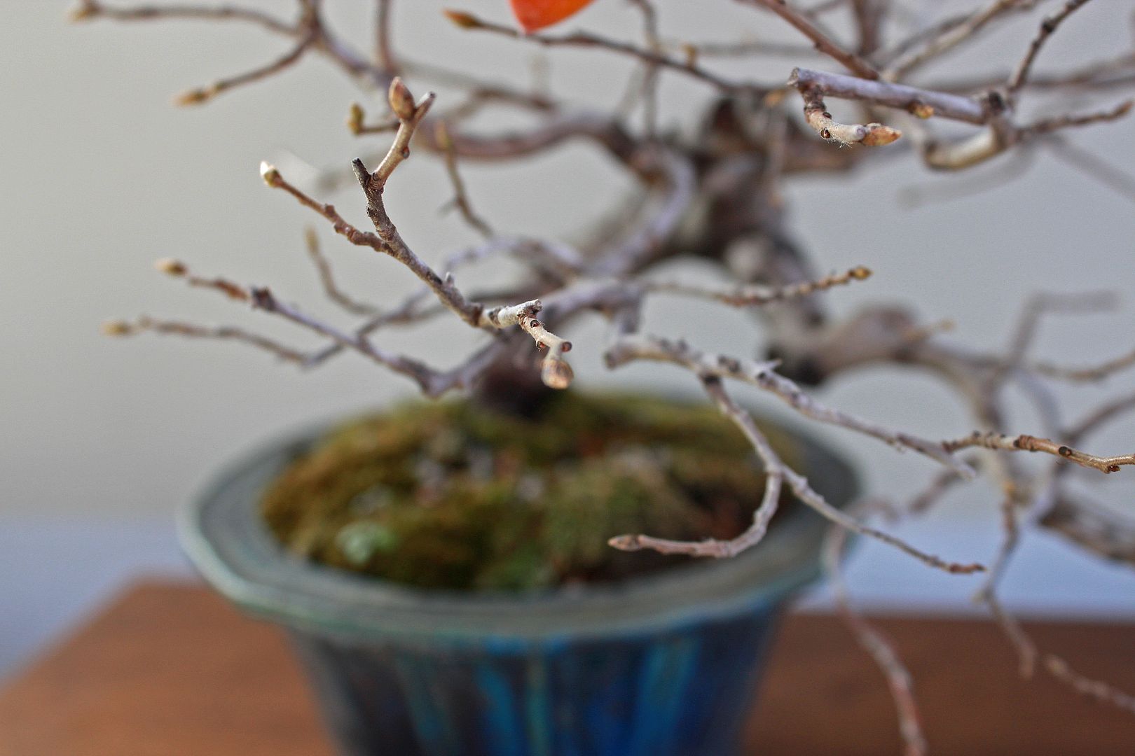 Princess Persimmon | Bonsai Nut