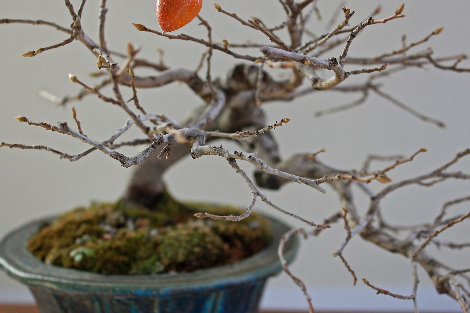 Princess Persimmon | Bonsai Nut