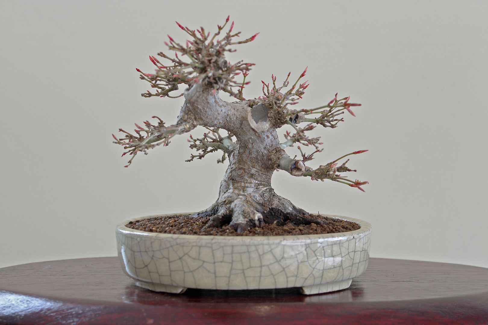 Shohin Japanese Maple [#18] | Bonsai Nut