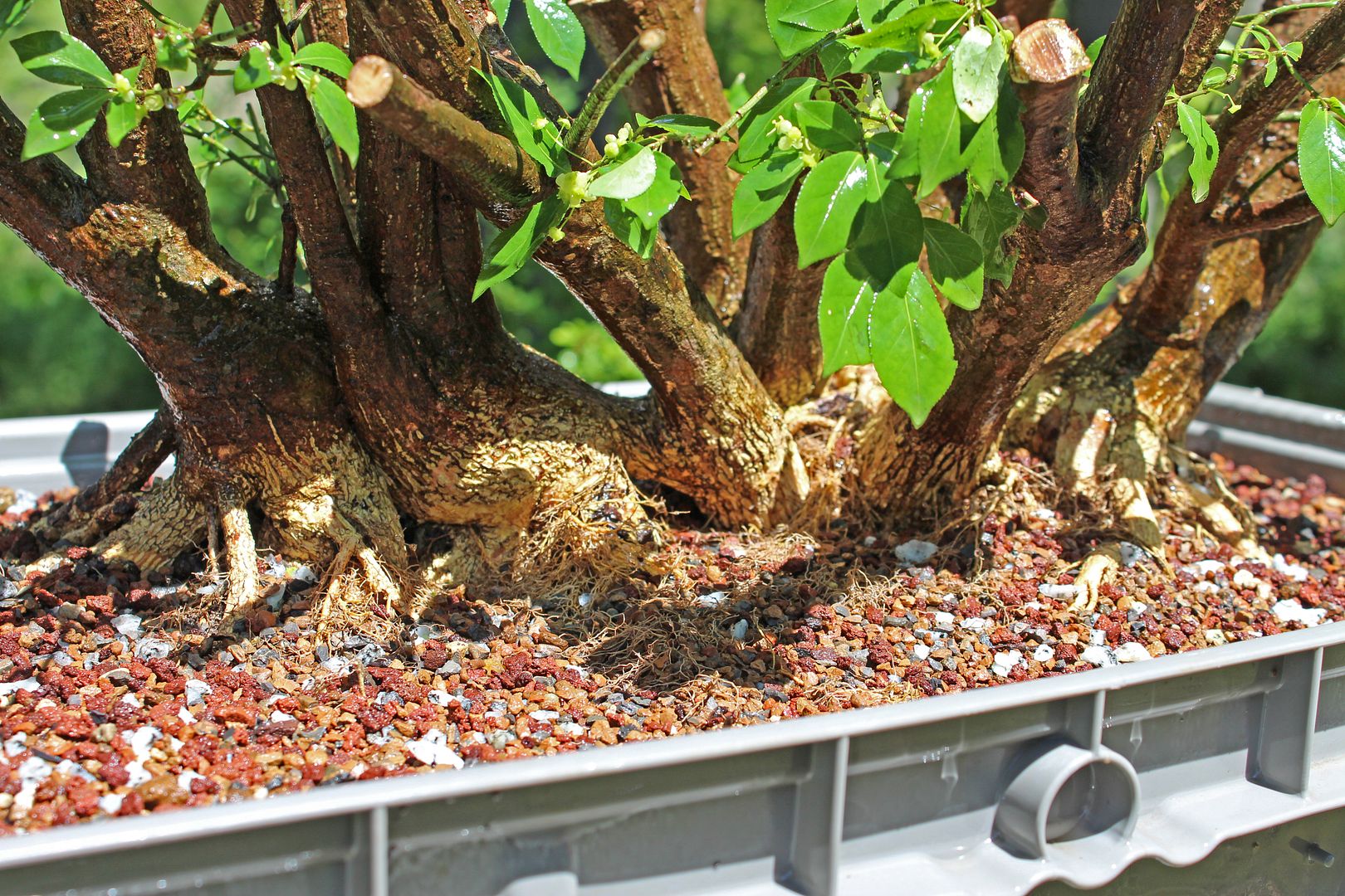 Collectected Spindle Tree Clump (burning bush) | Bonsai Nut