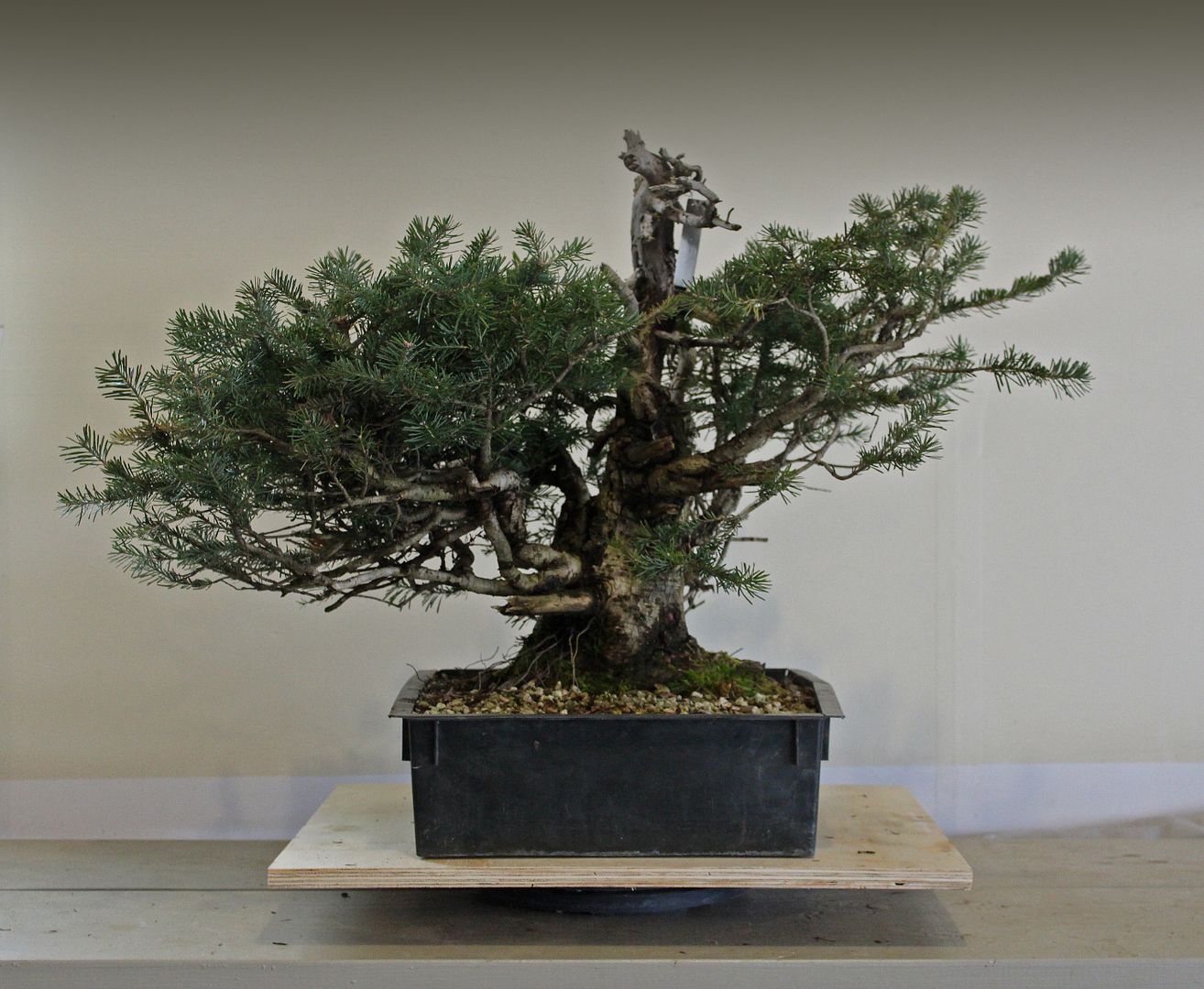 Bjorn at MACH5's (Subalpine Fir) | Bonsai Nut