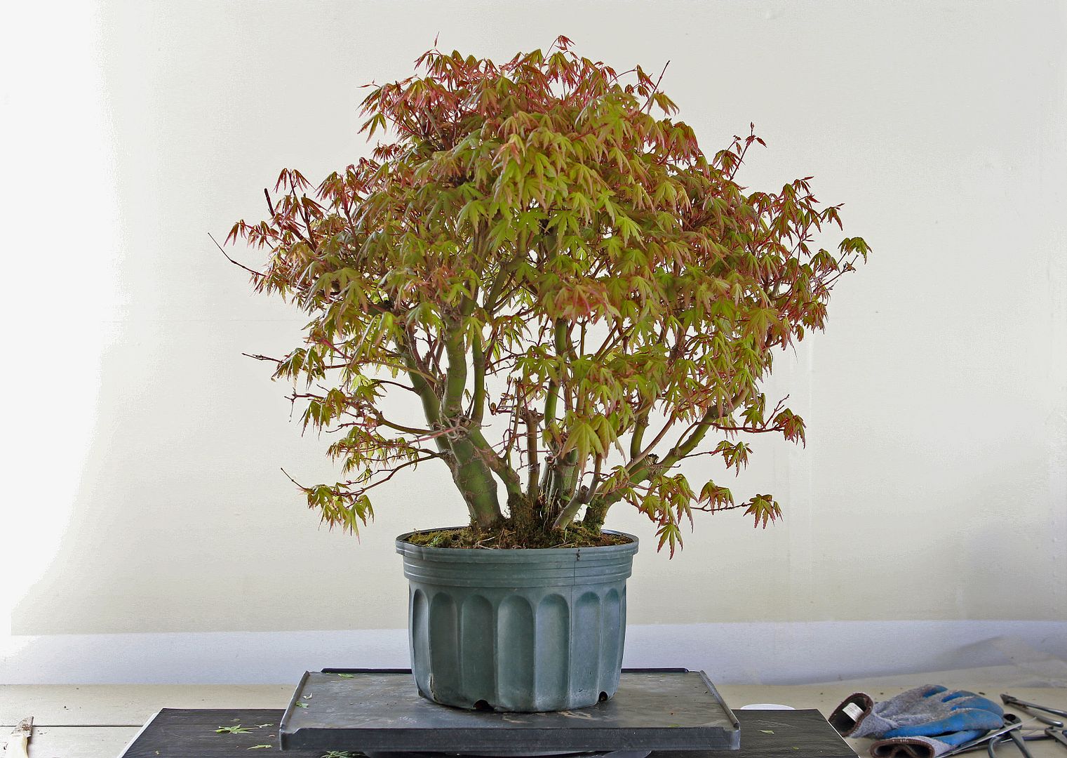 Suthin Japanese maple clump | Bonsai Nut