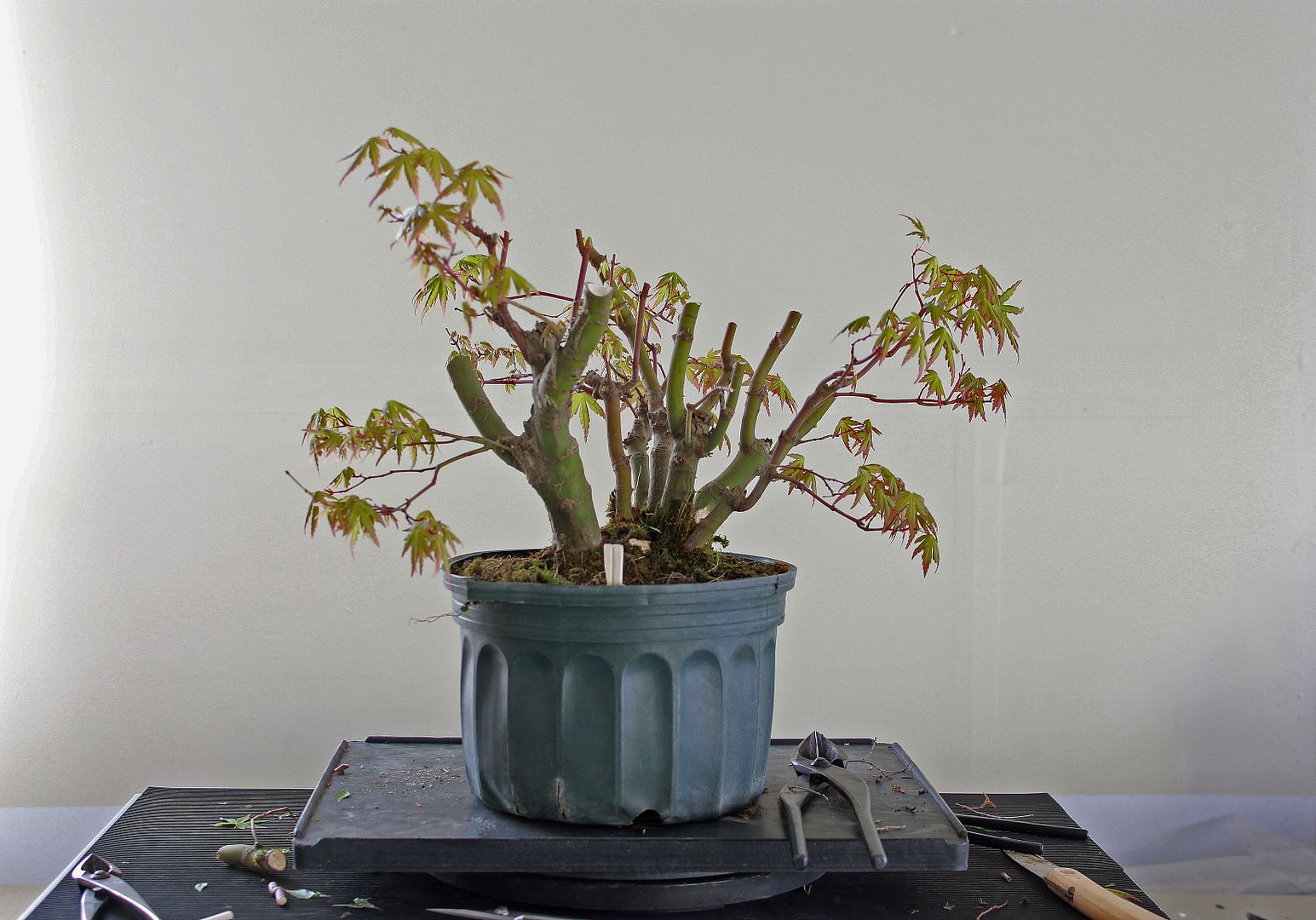 Suthin Japanese maple clump | Bonsai Nut