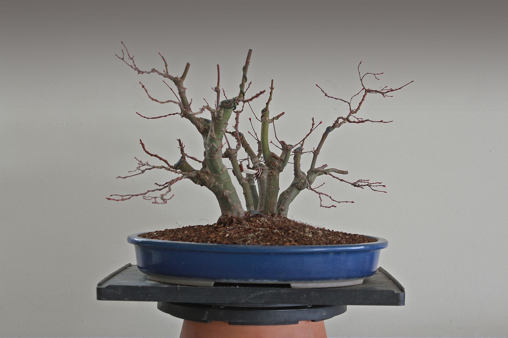 Suthin Japanese maple clump | Page 2 | Bonsai Nut