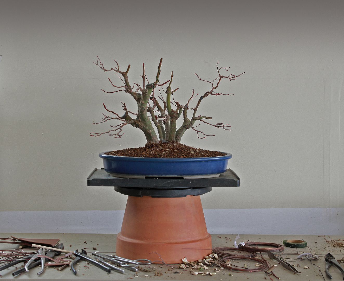 Suthin Japanese maple clump | Page 2 | Bonsai Nut