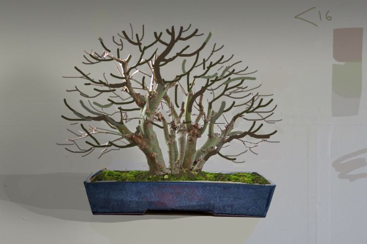 Suthin Japanese maple clump | Bonsai Nut