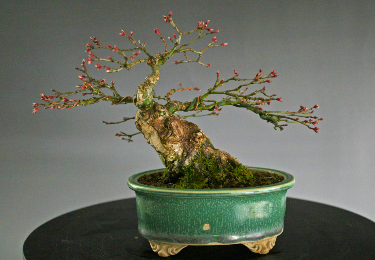Shohin Maple repotted | Page 2 | Bonsai Nut